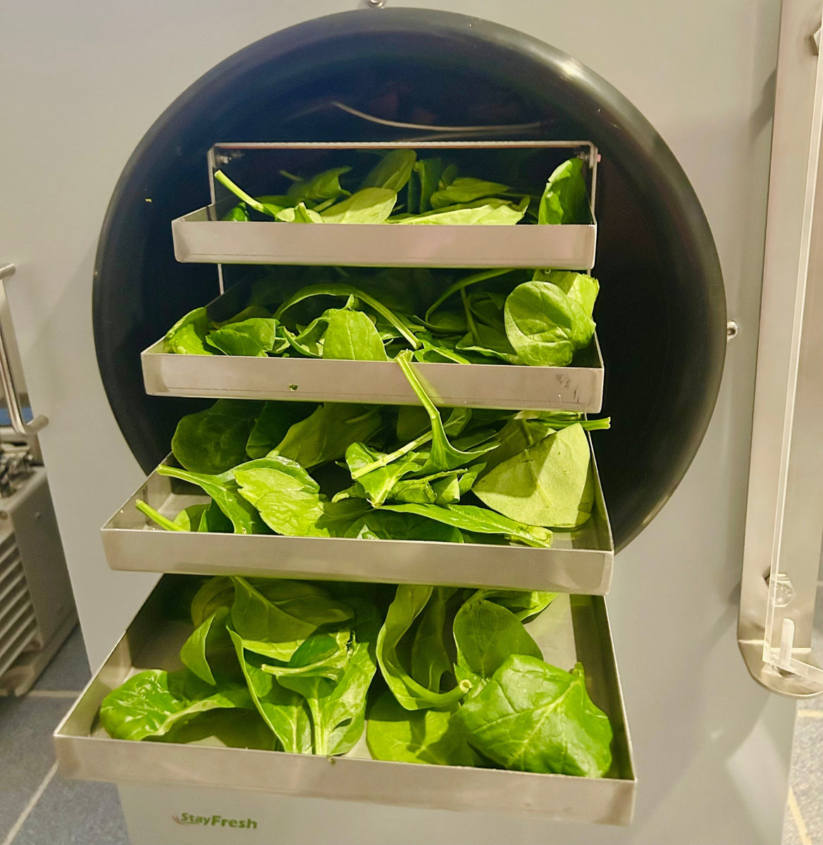Freeze Dry Baby Spinach
