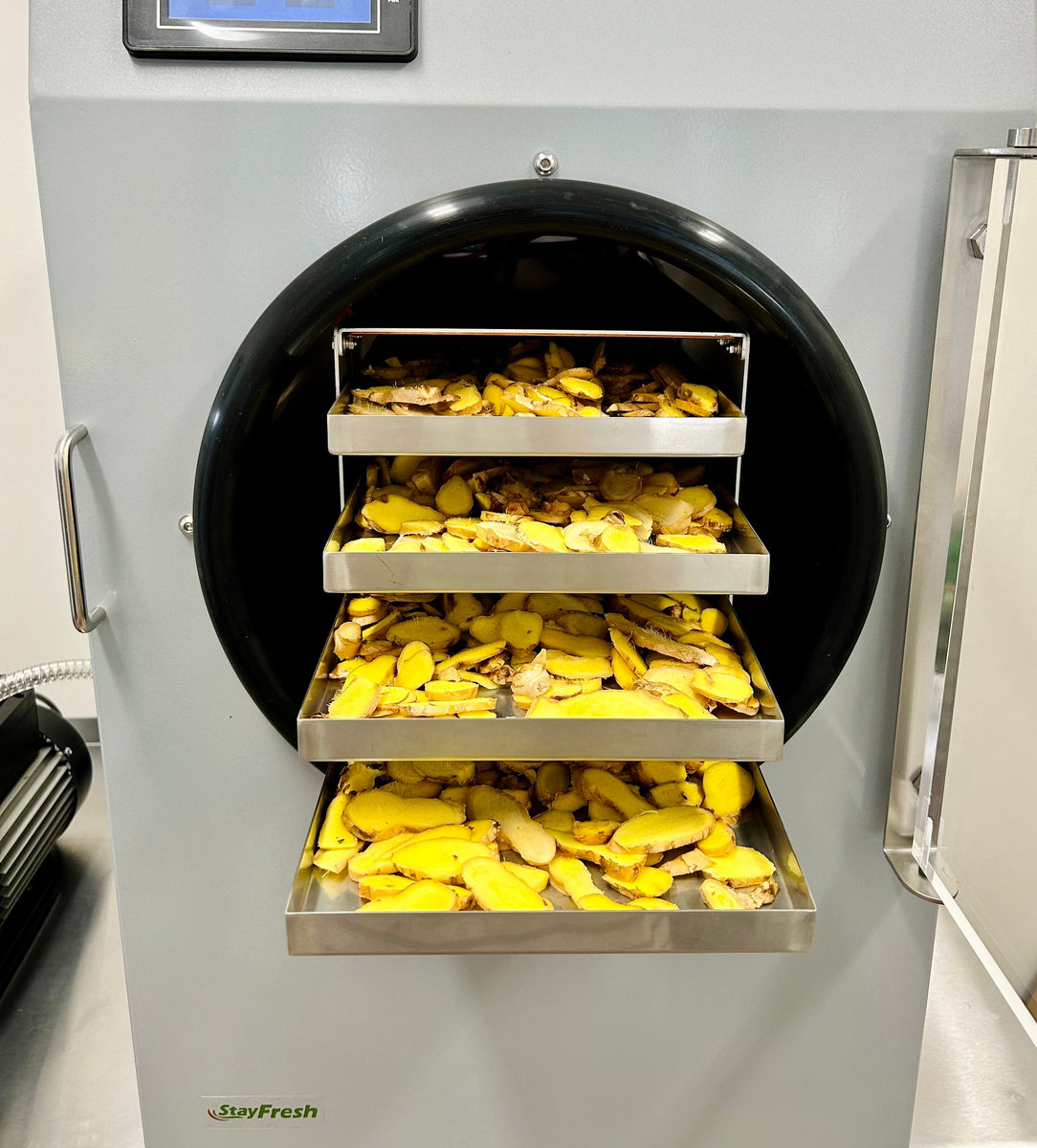 Freeze Drying Experiment: Ginger Root